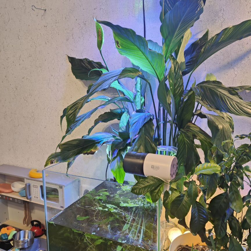 Криптокорина