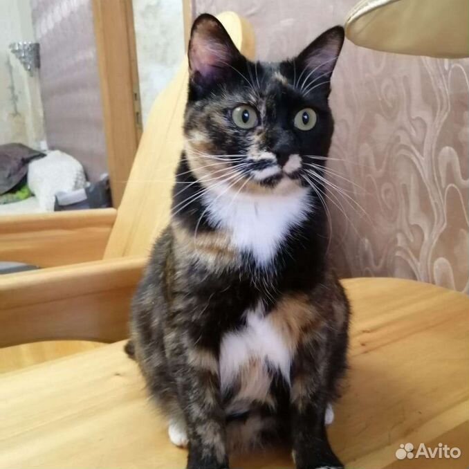 Кошка Трёшка в дар. Доставка