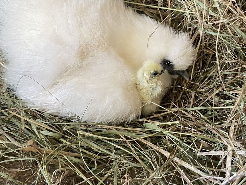 Цыплята кша