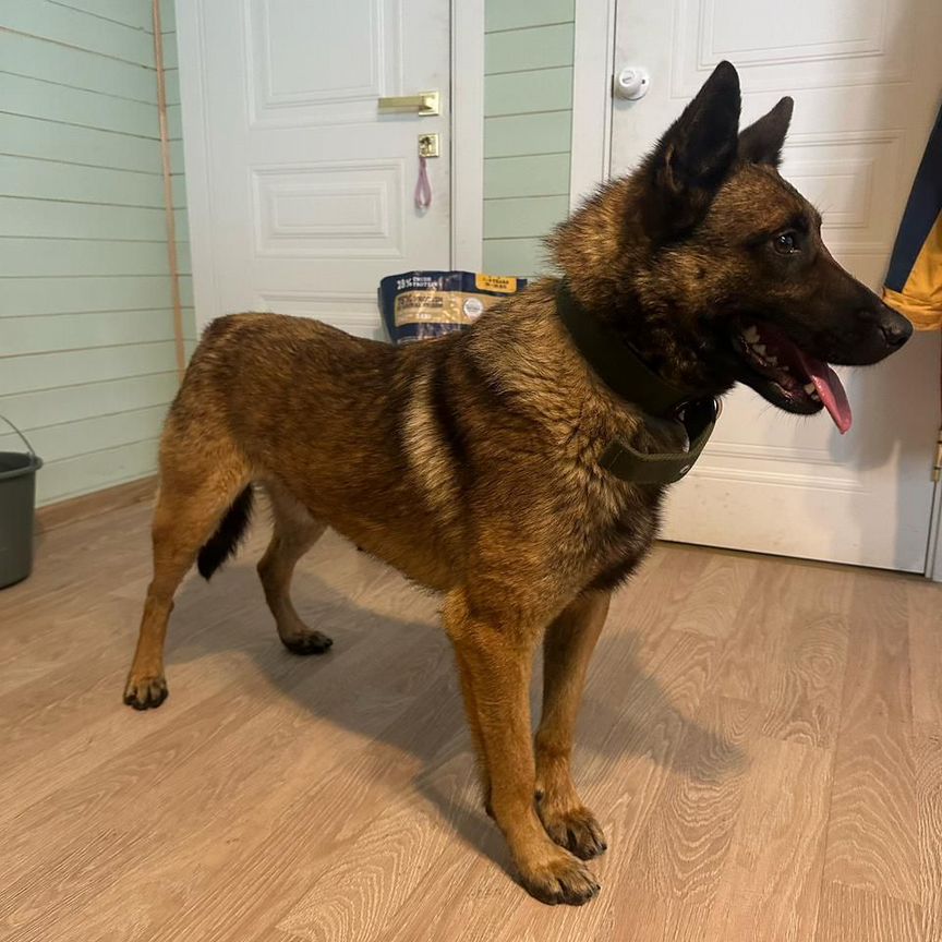 Бельгийская овчарка