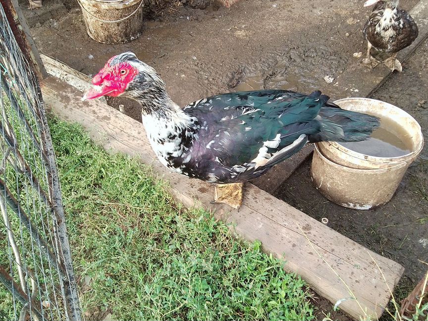 Утки муларды