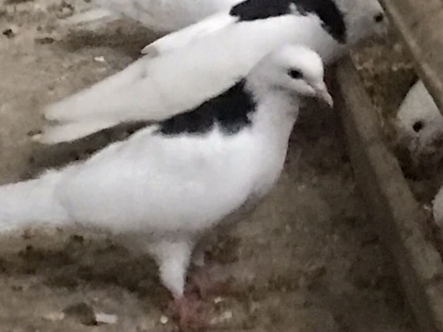 Голуби пермские гривуны