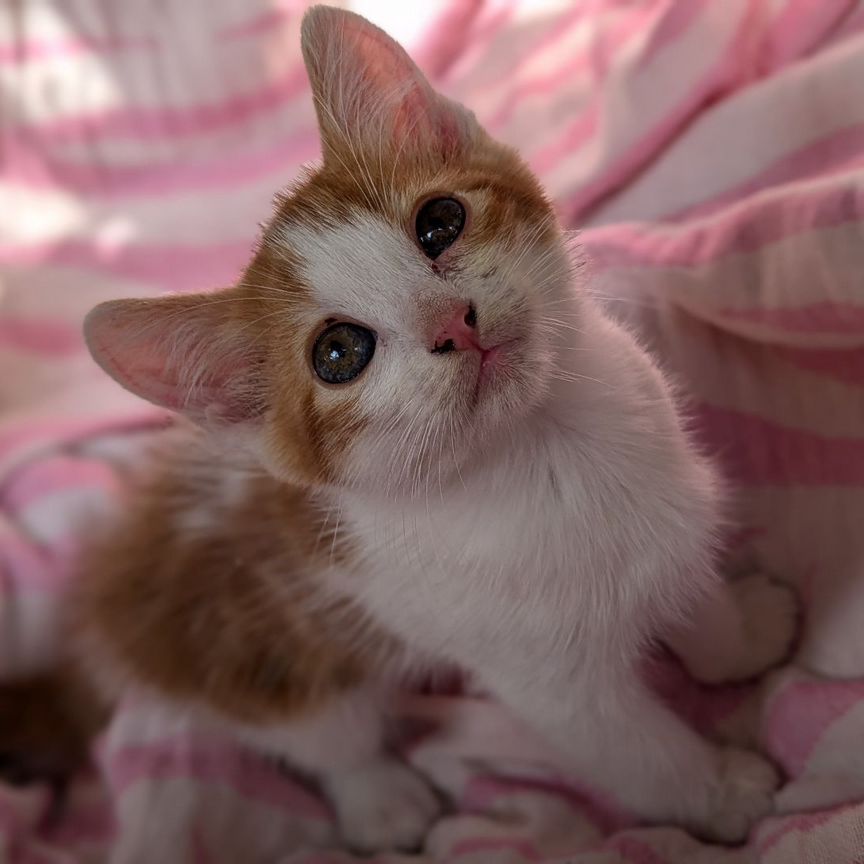 Котята отдам в добрые руки бесплатно девочки