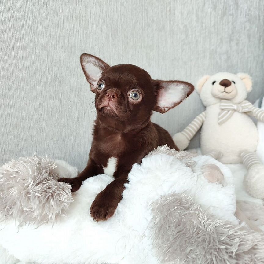 Шоколадный батончик