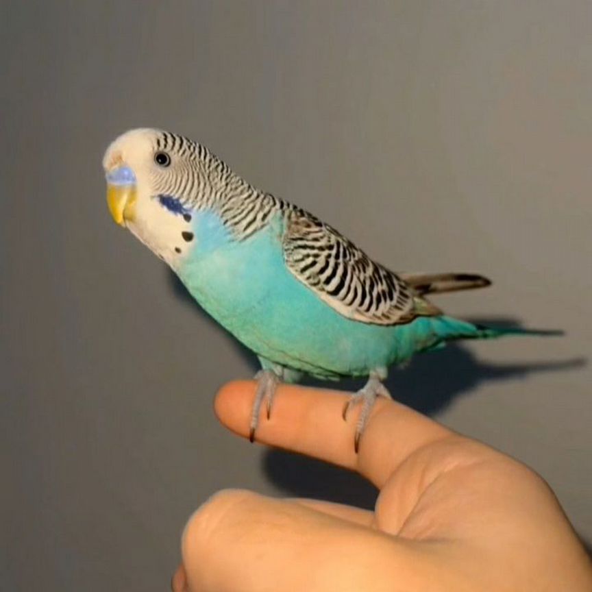 Ручной попугай