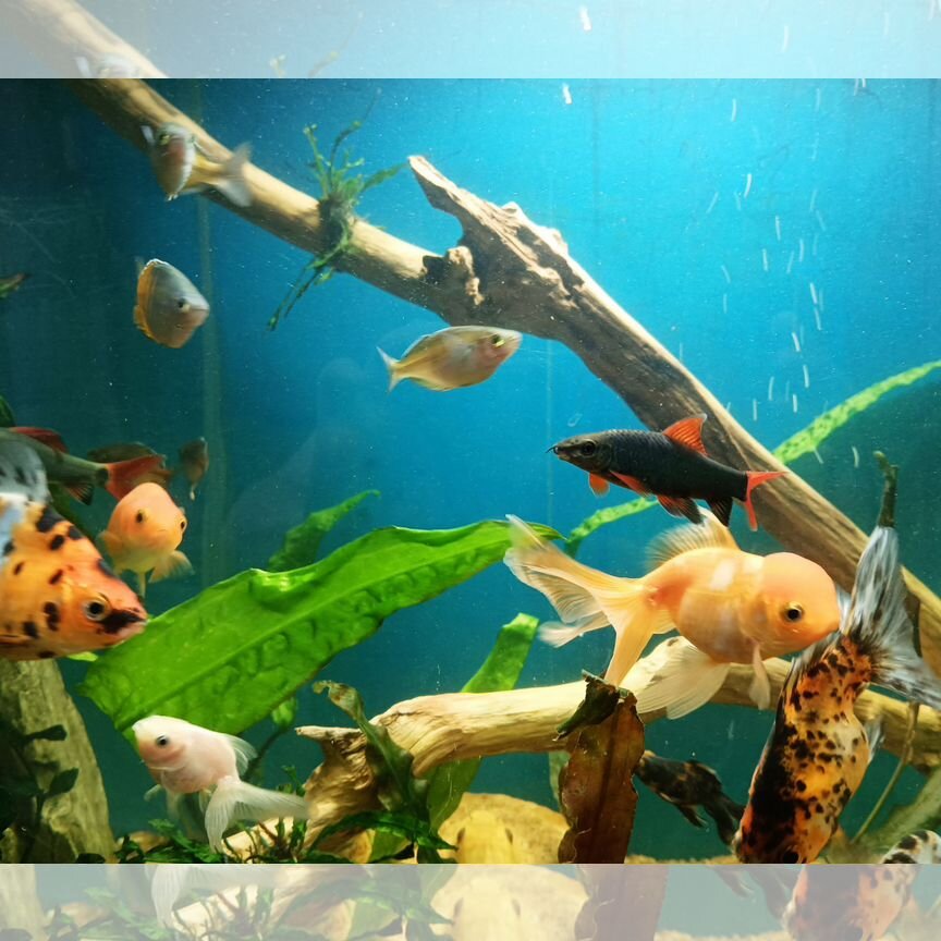 Водорослеед Синий Гло и стайка Барбусов(8/9 штук)