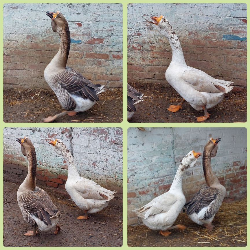 Гусь на племя