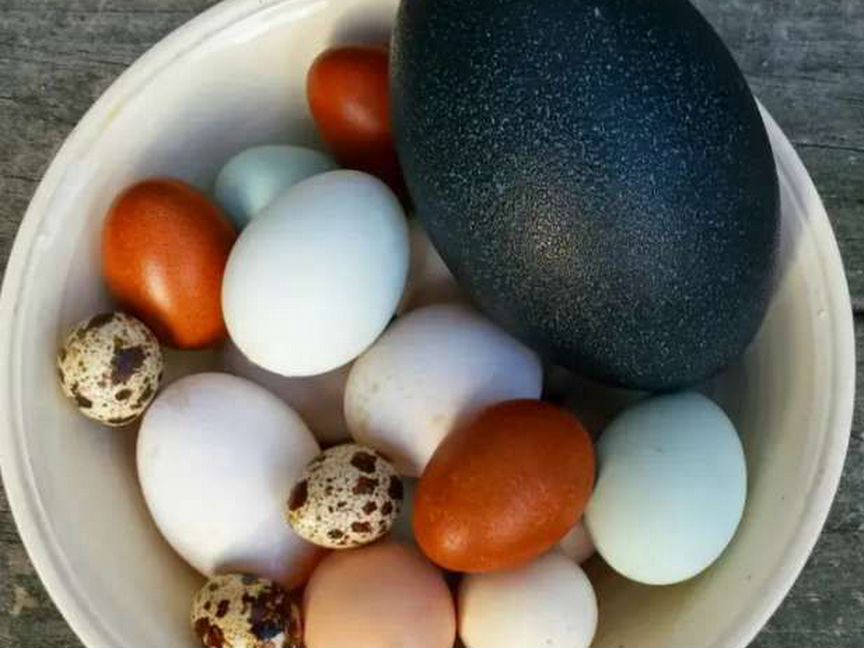 Инкубационное яйцо