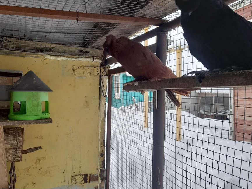 Голубь