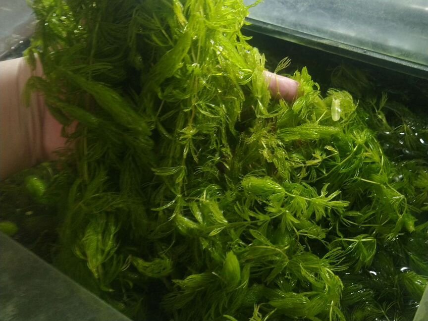 Роголистник