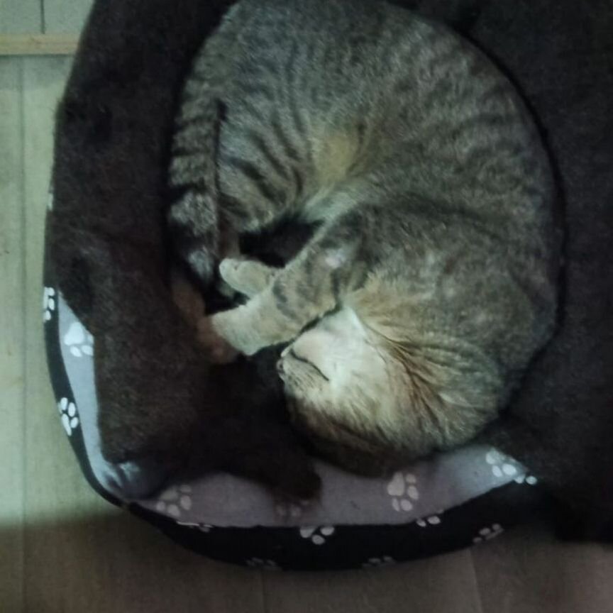 Спасите молодого котика
