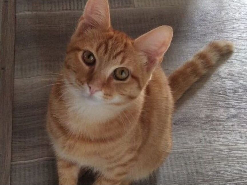 Котик / котенок
