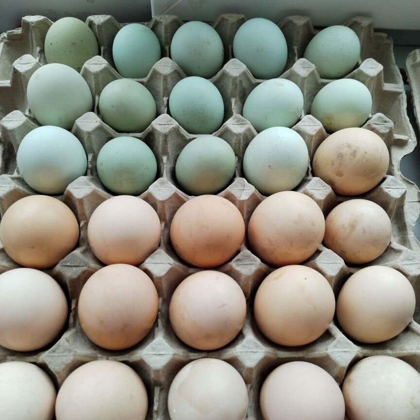 Яйца для инкубации породистых кур