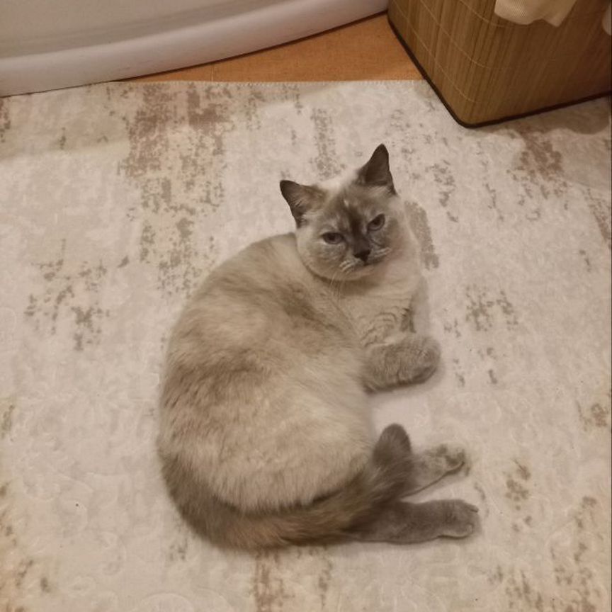 Британская кошка