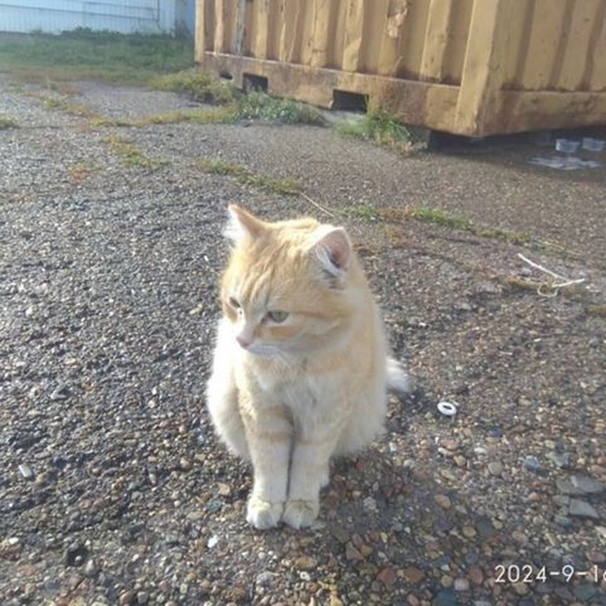 Солнечный котомальчишкв ищет дом