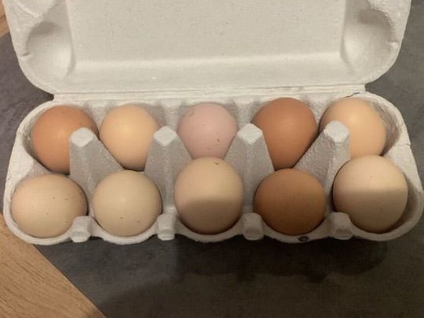 Домашние куриные яйца