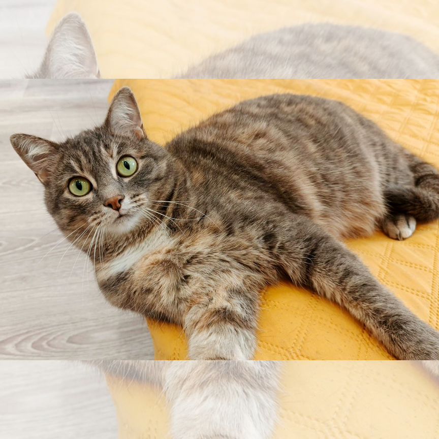 Кошечка