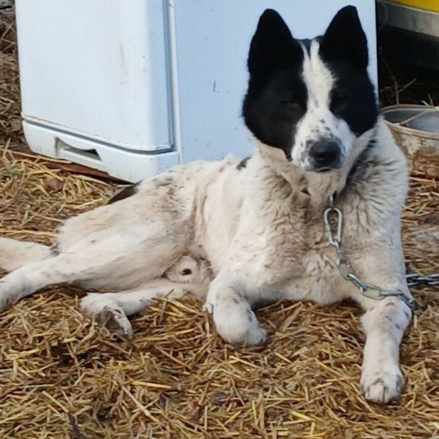 Взрослый пёс в добрые руки