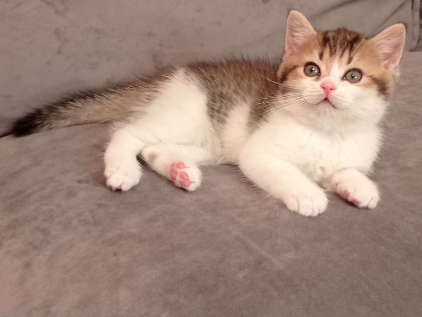 Шотландский котик