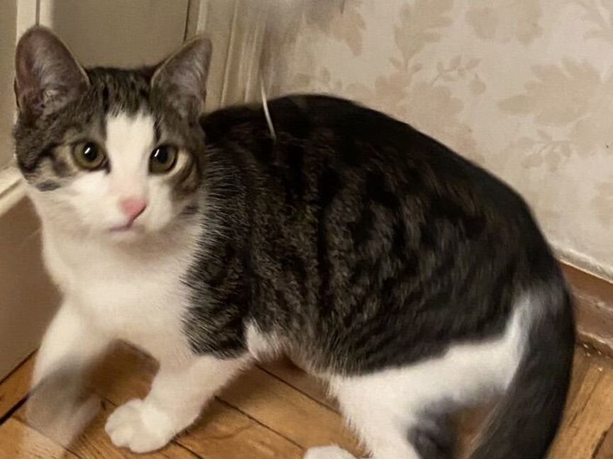 Котёнок примерно 4 месяца, найден