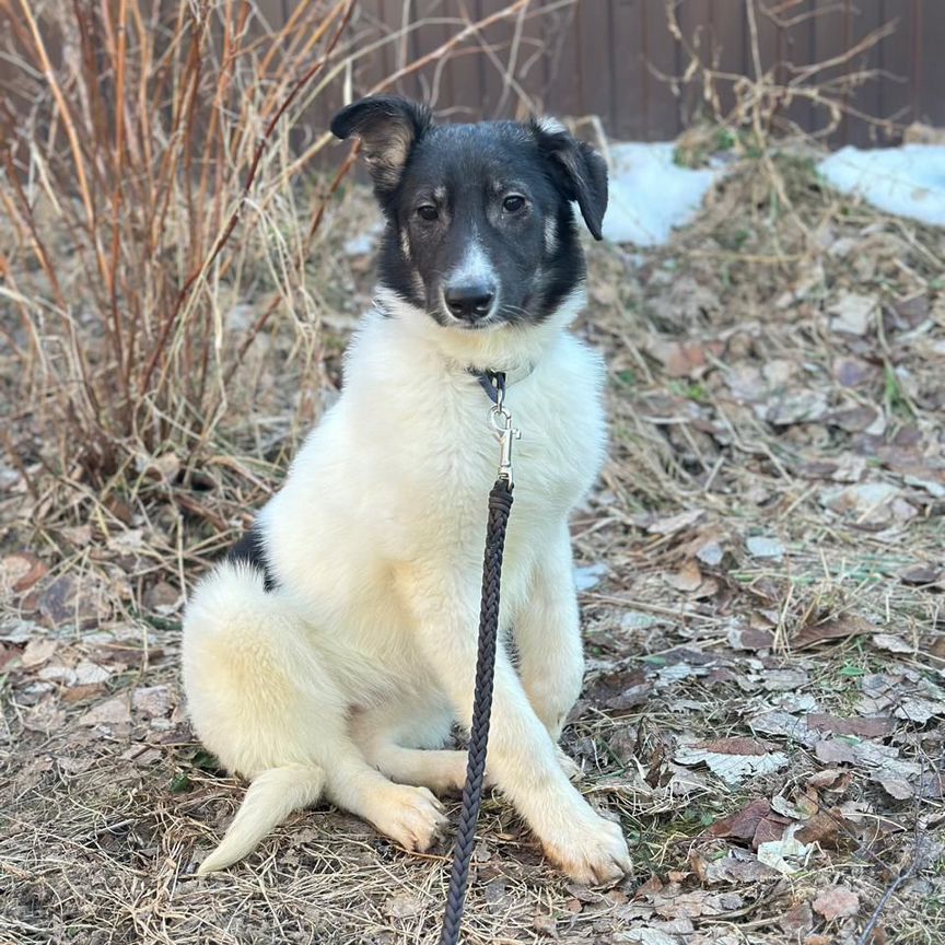 Молли ищет дом