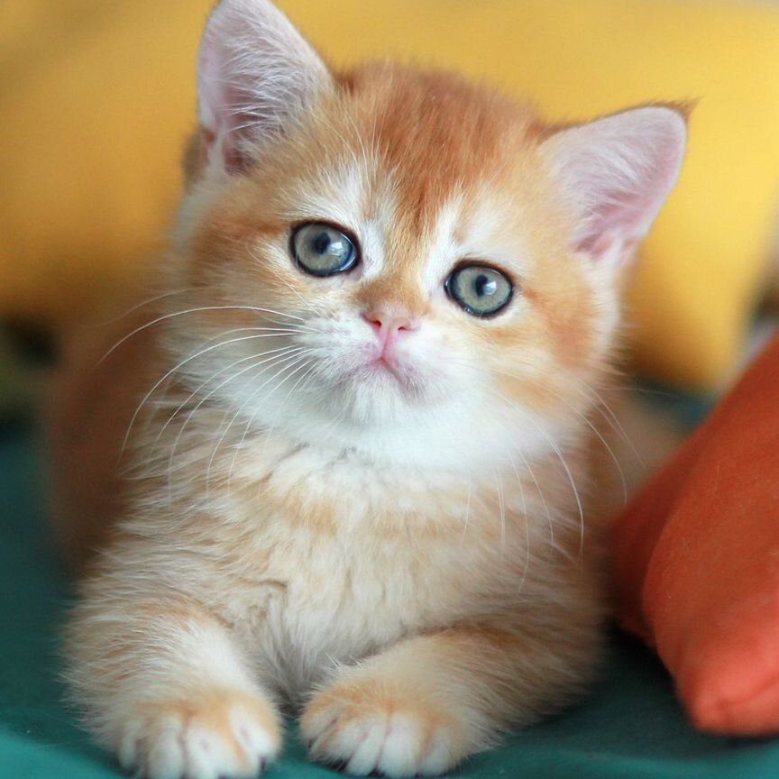 Шотландский прямоухий короткошёрстный котёнок