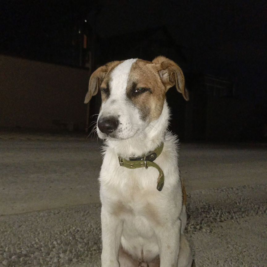 Нашли щенка дворняжку