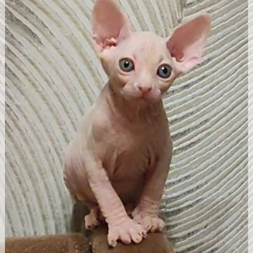 Канадский сфинкс котёнок