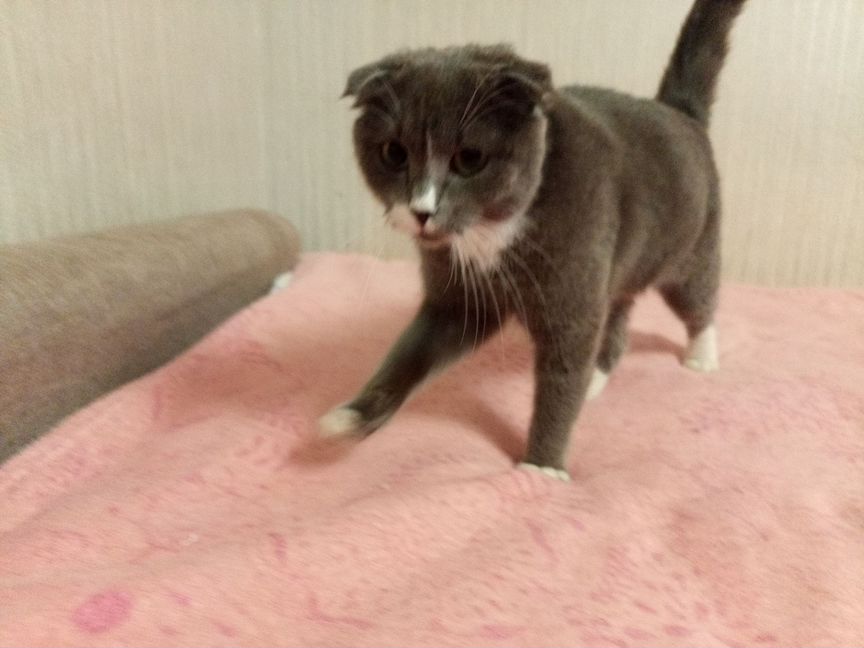 Вислоухая кошечка