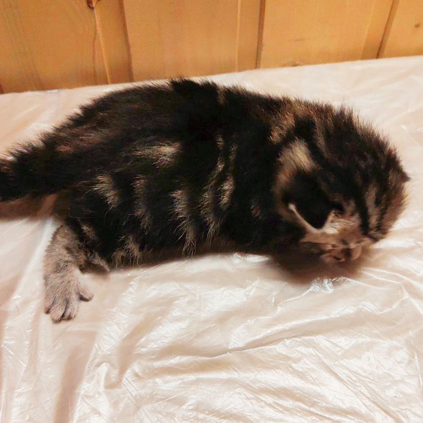 Отдам бесплатно котенка