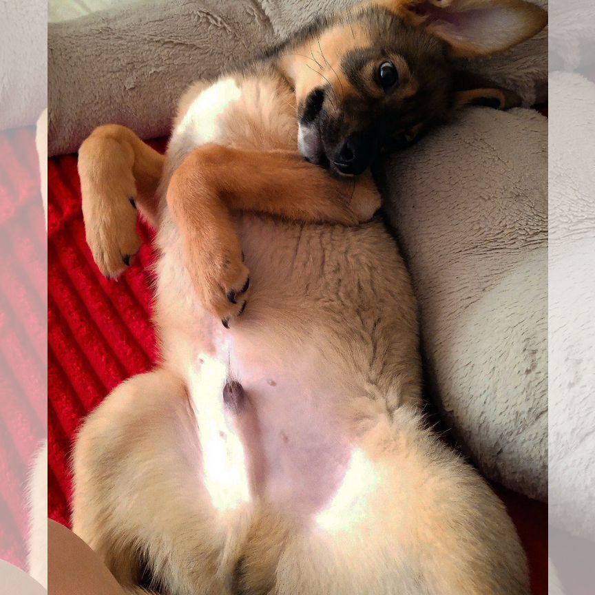 Немецкая овчарка, щенок