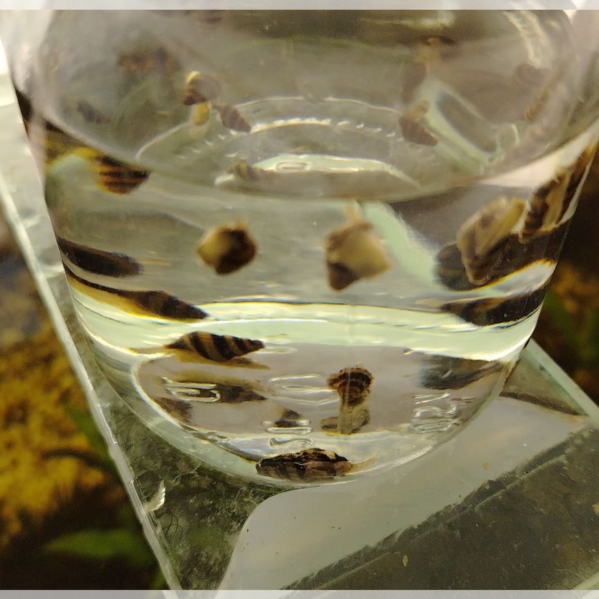 Улитки мелании