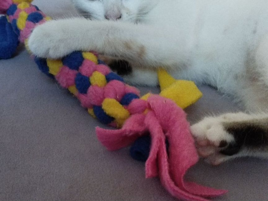 Котёнок (кошка)по имени мурка ищет дом