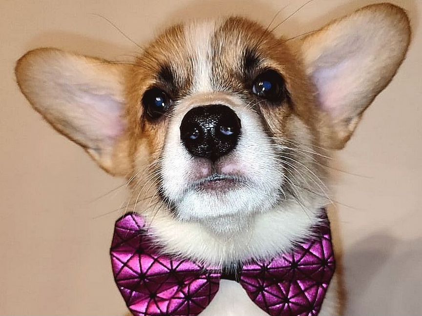 Вельш-корги пемброк Сэр Юстас