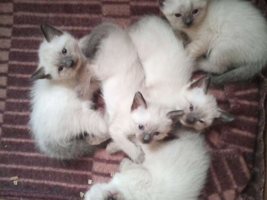 Тайские сиамские котята