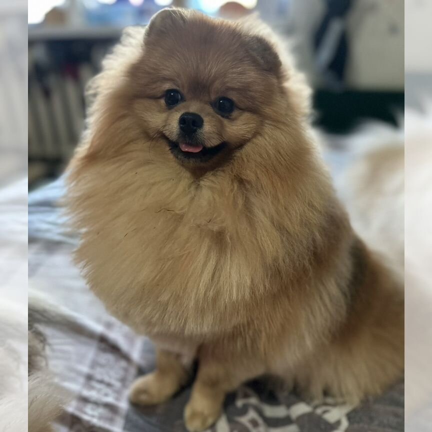 Померанский шпиц