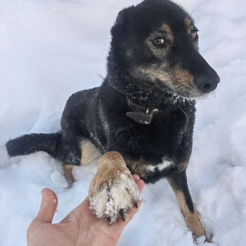 Взрослая собака в добрые руки