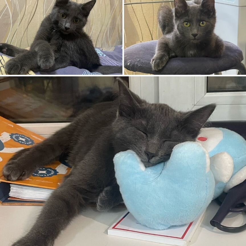 Котёнок в добрые руки