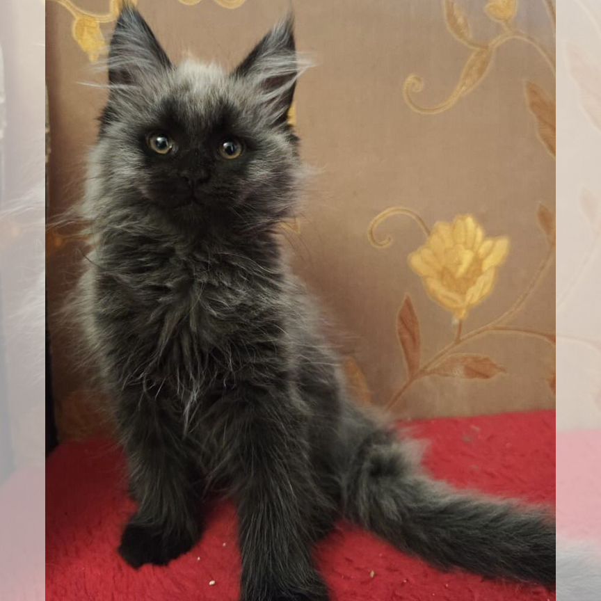 Мейн-кун котёнок