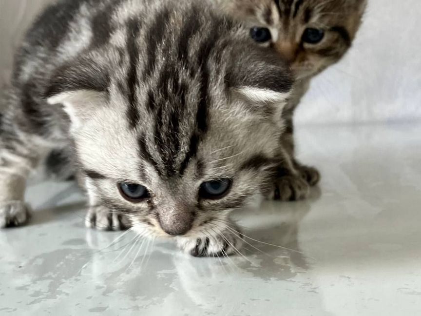 Британские вислоухие котята