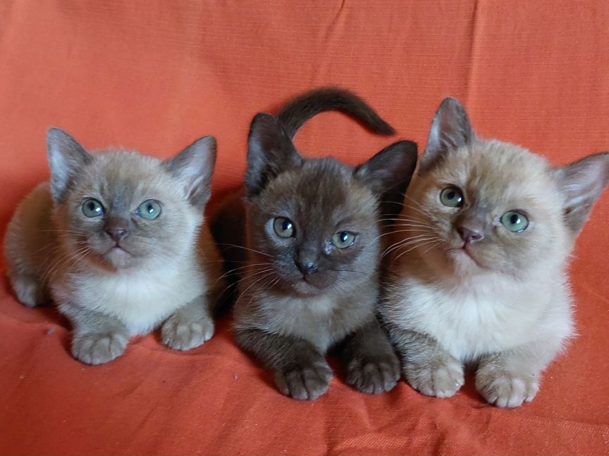 Бурманские котята