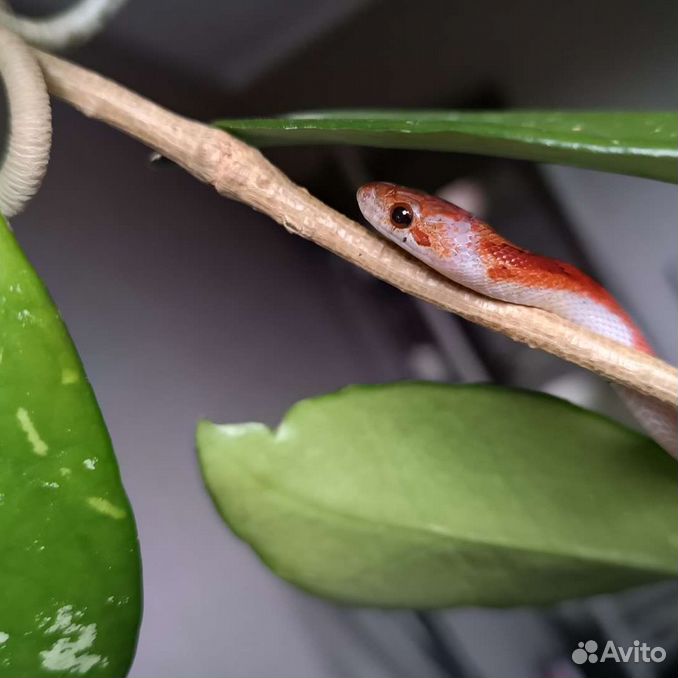 Маисовый полоз Pied sided bloodred het anery