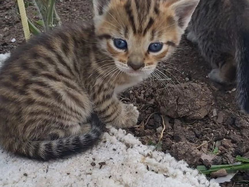 Котята 1 месяц