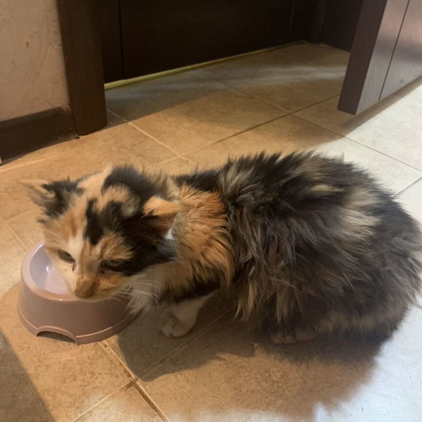 Кошки в добрые руки