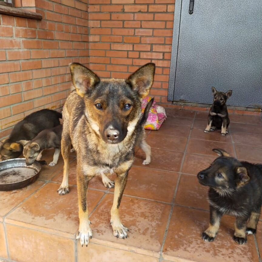 Щенок в добрые руки