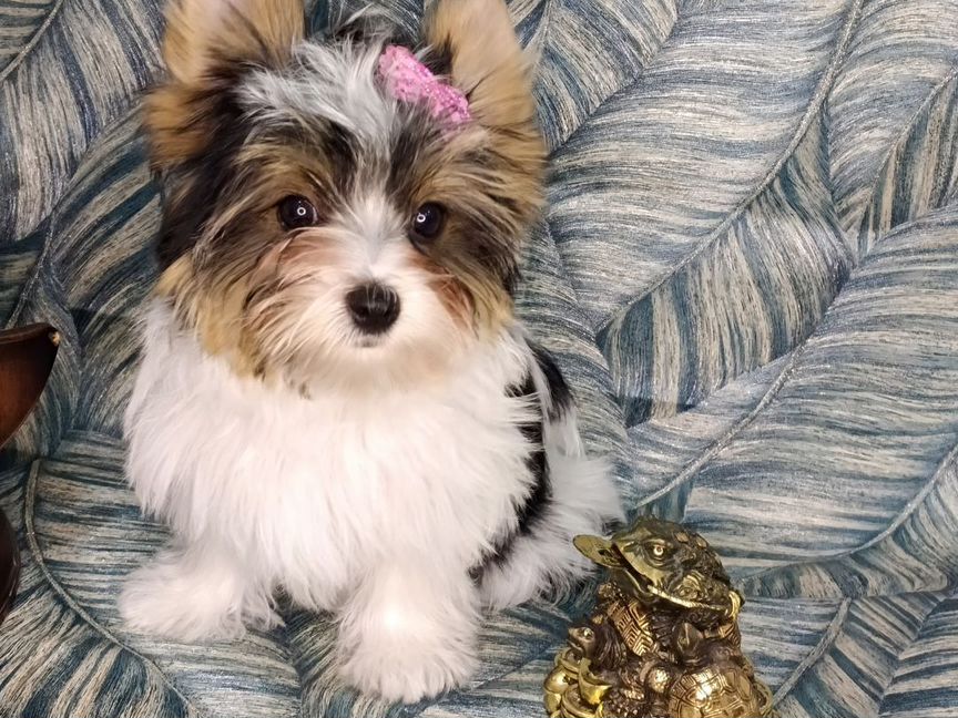 Щенки бивер йорка