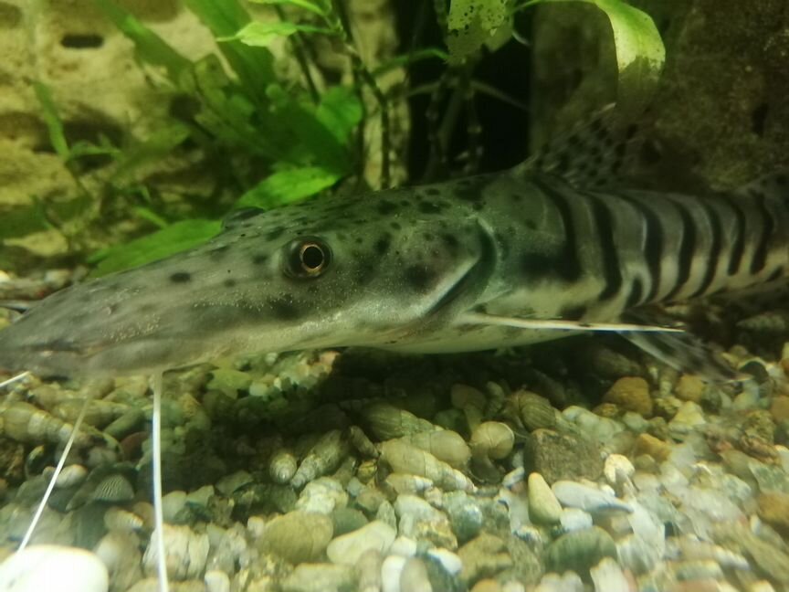 Псевдоплатистома