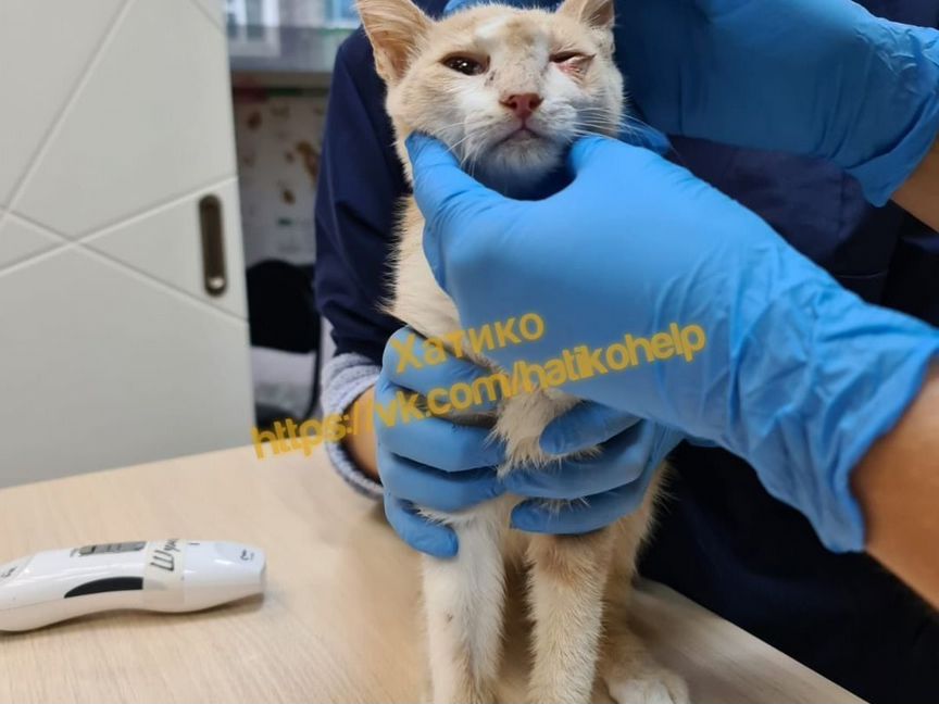 Котенок Ластик