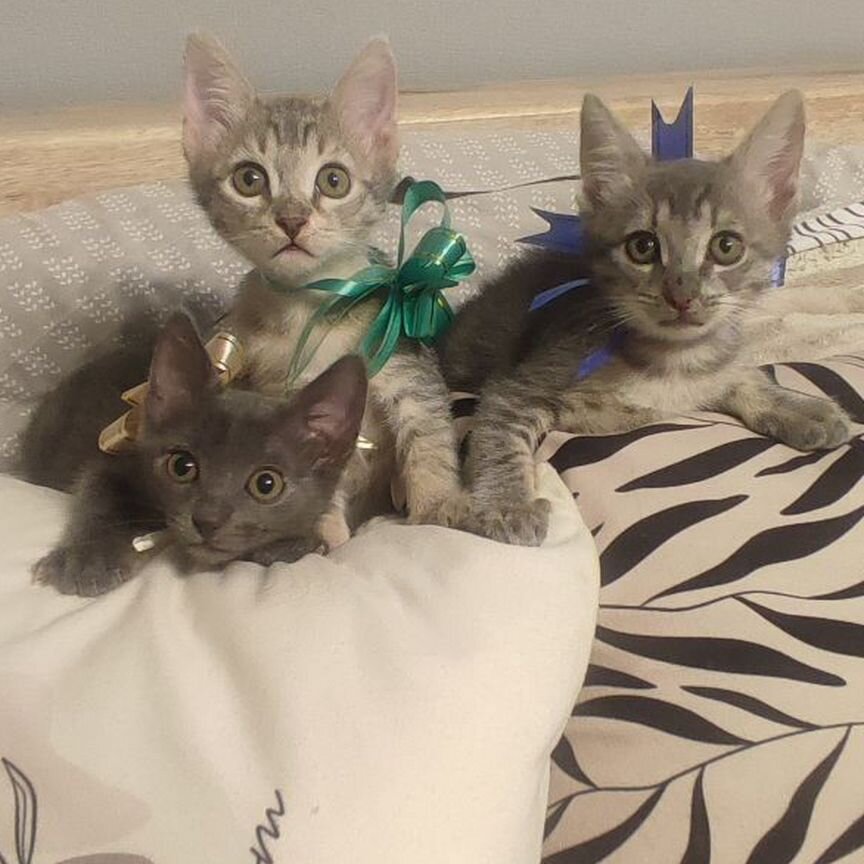 Котята в добрые руки