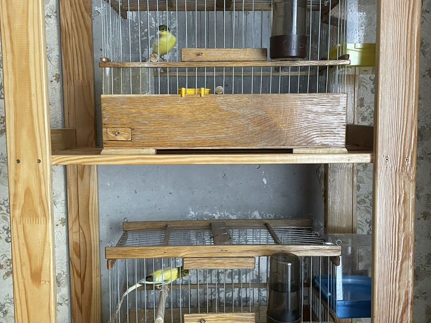 Продаются два молодых кенора